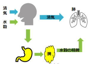 原気・宗気・衛気・営気が分かる！先天の気と後天の気の生理をわかりやすく解説！東洋医学概論 試験対策 6857