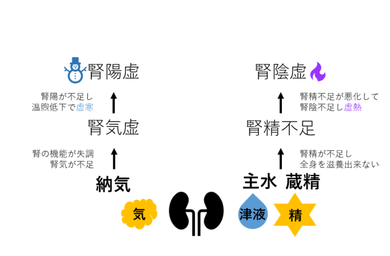 心腎陰虚 腎陰虚 ツボ 陰虚とは？カラカラさん体質の改善方法 Dblukeow 7805