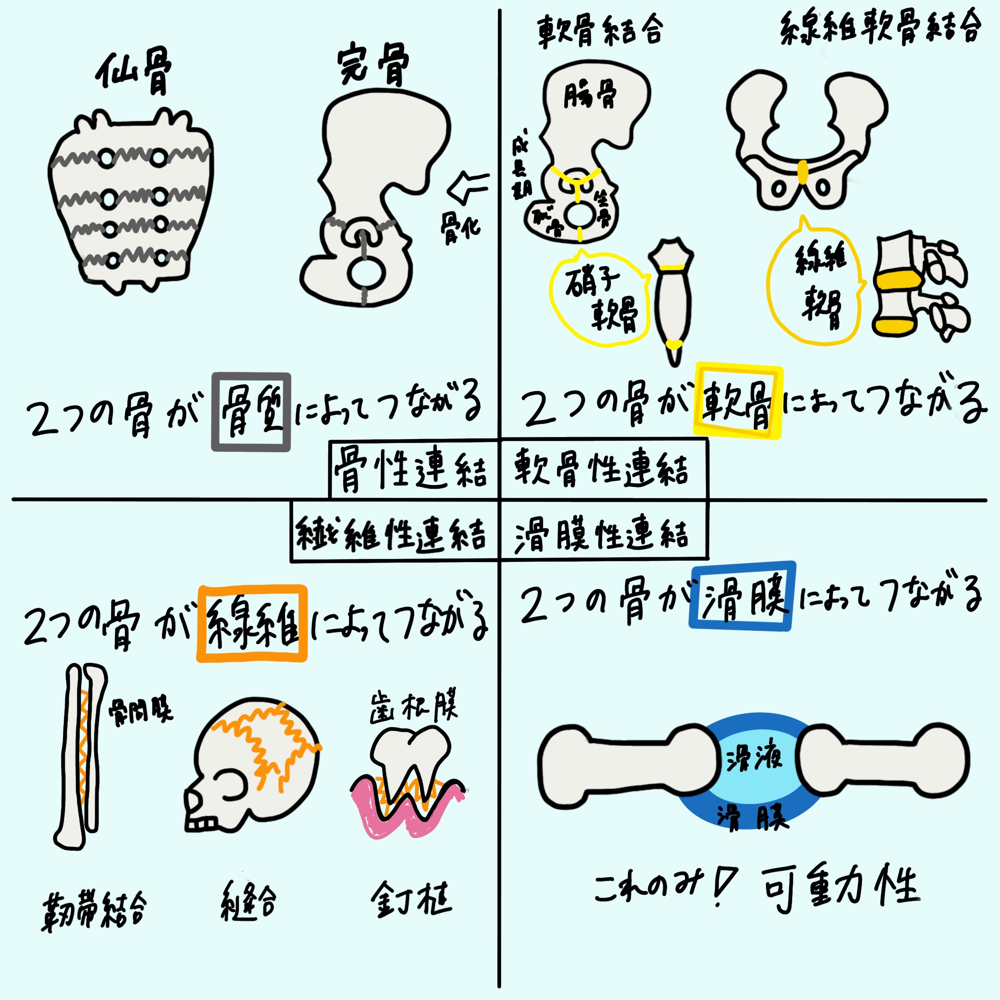 学生向けカラフル図解!骨の組織、骨化、形状、軟骨について 国家試験対策も│解剖学