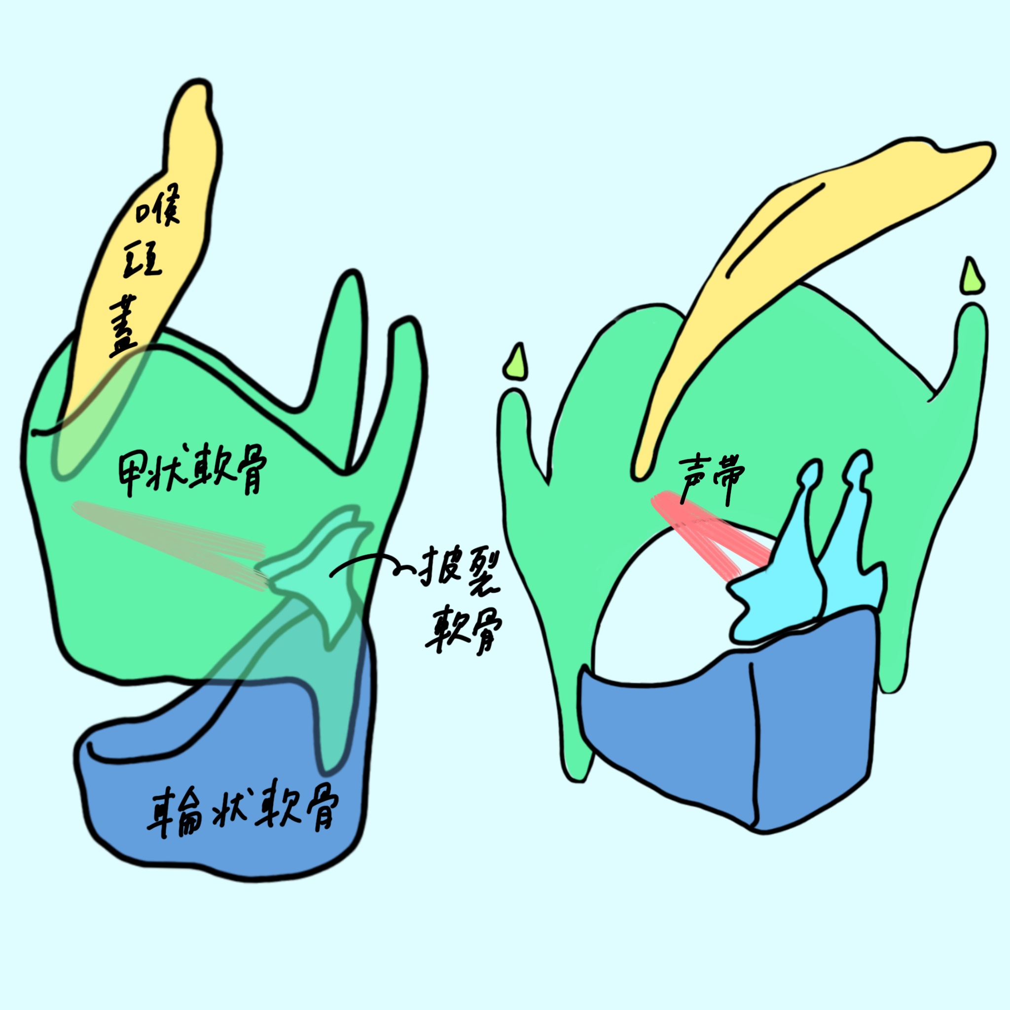 呼吸器(気道、副鼻腔、咽喉頭、肺)の覚え方!学生向けカラフル図解!国家試験対策も│解剖学