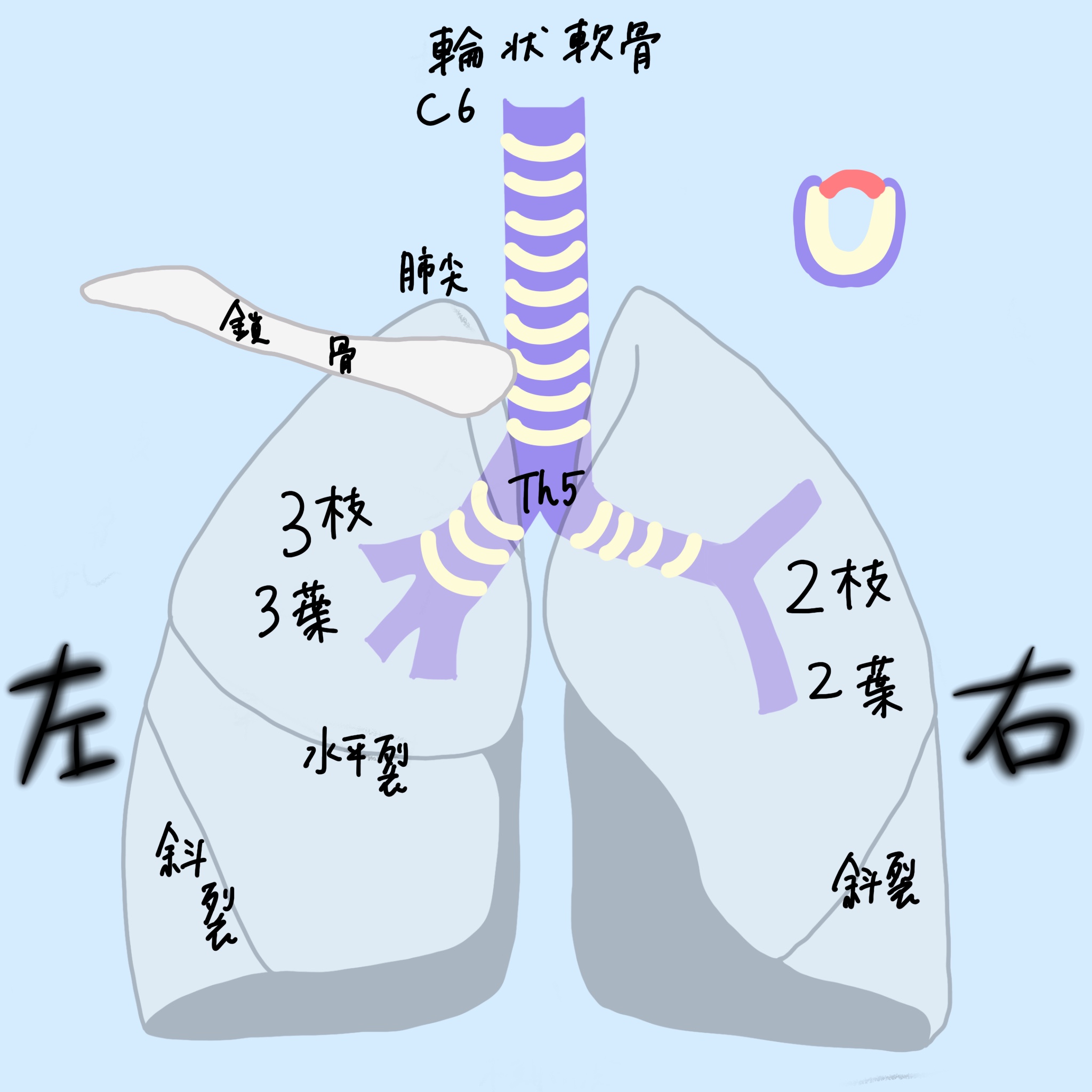 呼吸器（気道、副鼻腔、咽喉頭、肺）の覚え方！学生向けカラフル図解！国家試験対策も│解剖学